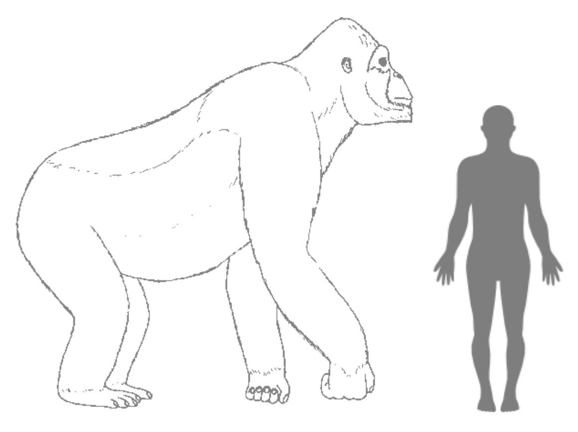 Fosseis De Gigantopithecus