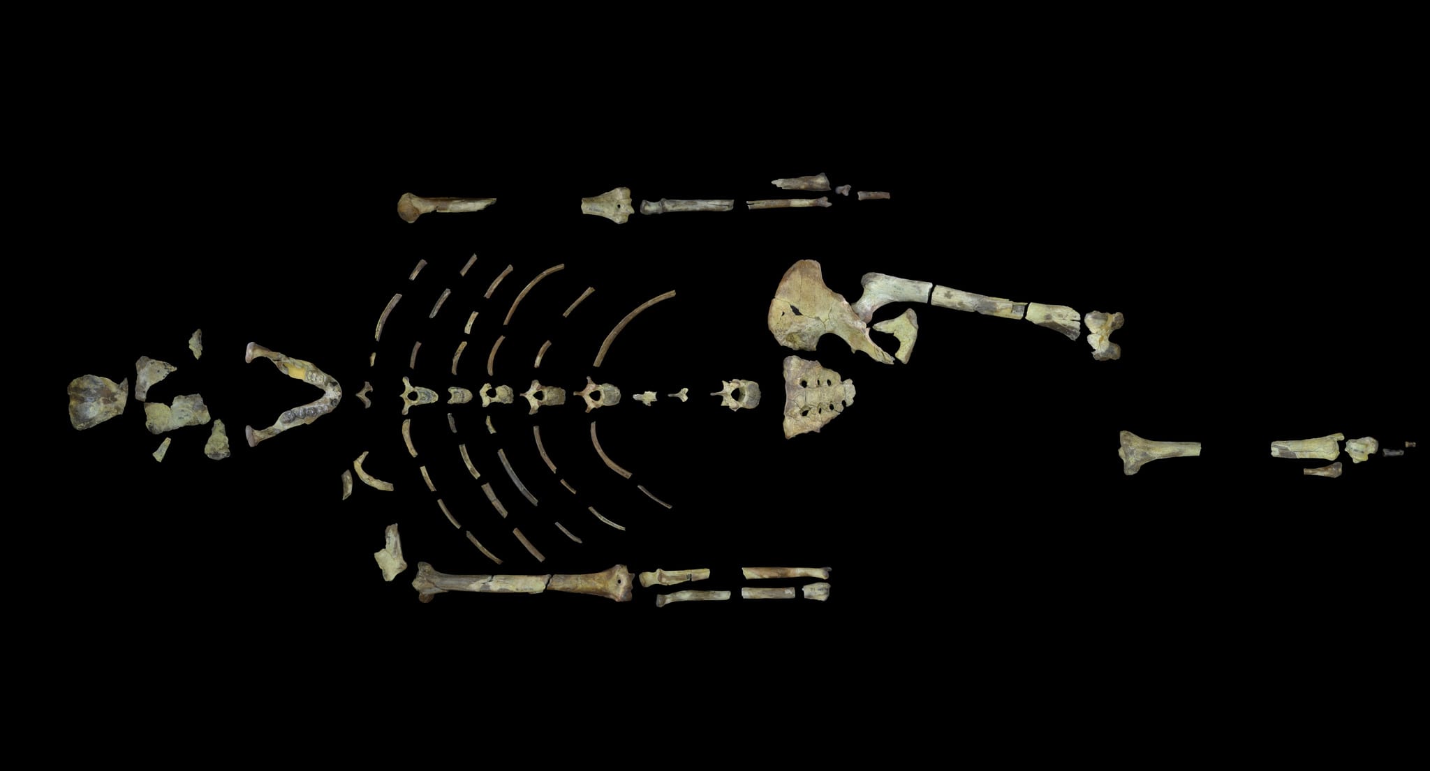 Esqueleto De Lucy Do Australopithecus Afarensis How Does A Fossil