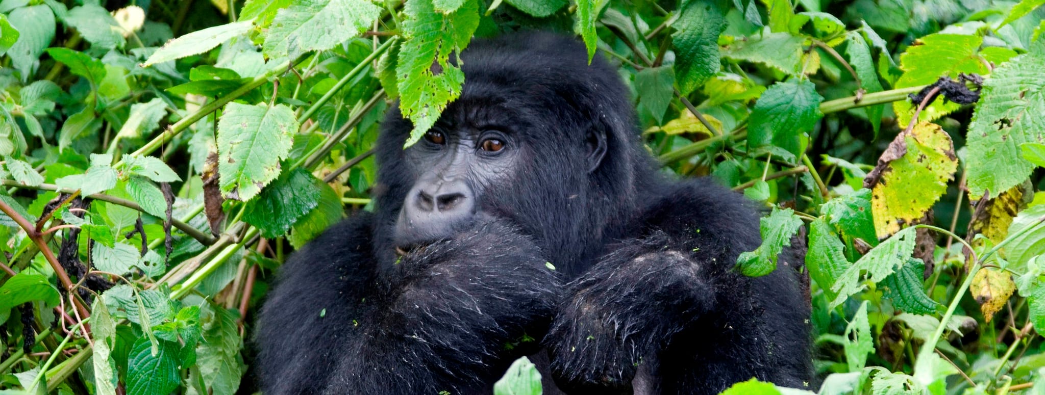 Chimpanze Sem Pelo Geografico Nacional