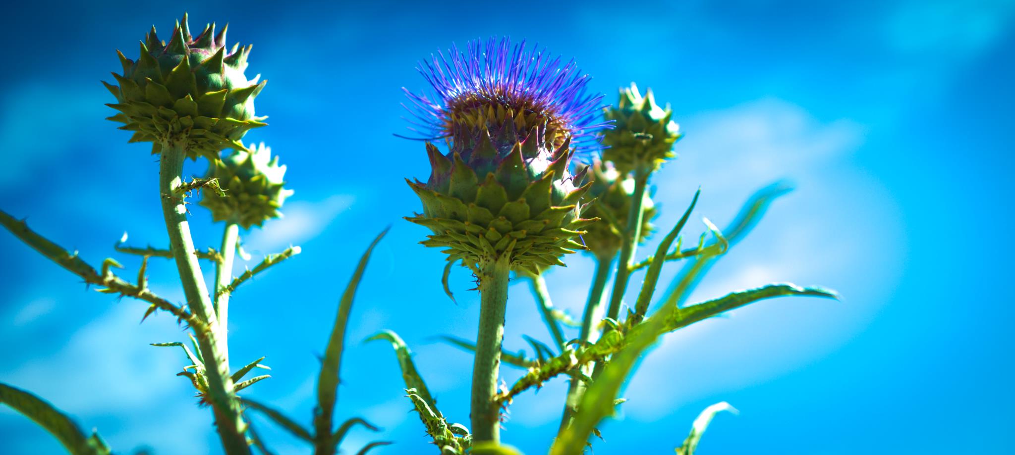 Cardo Perene Sementes De Cardo Comestível (Cynara Cardunculus)