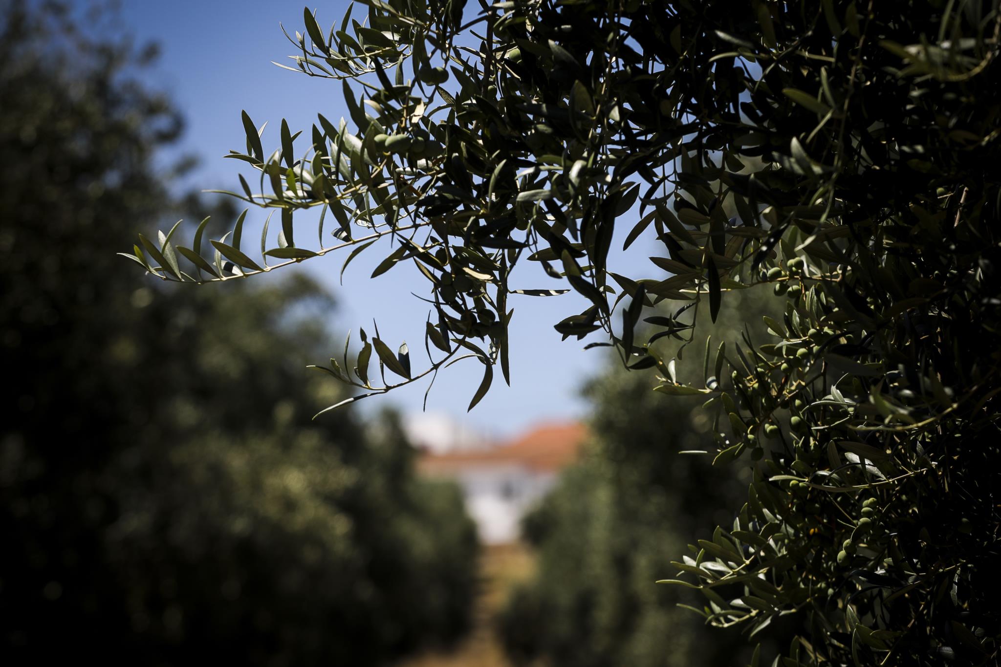Xylella Fastidiosa Uma Bactria Que Ataca As Mais Variadas Plantas