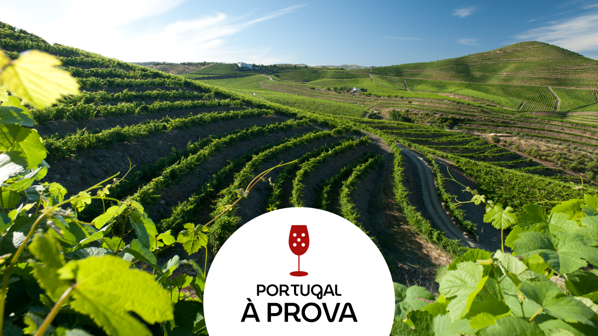 Sogrape, uma empresa, muitas regiões | PÚBLICO