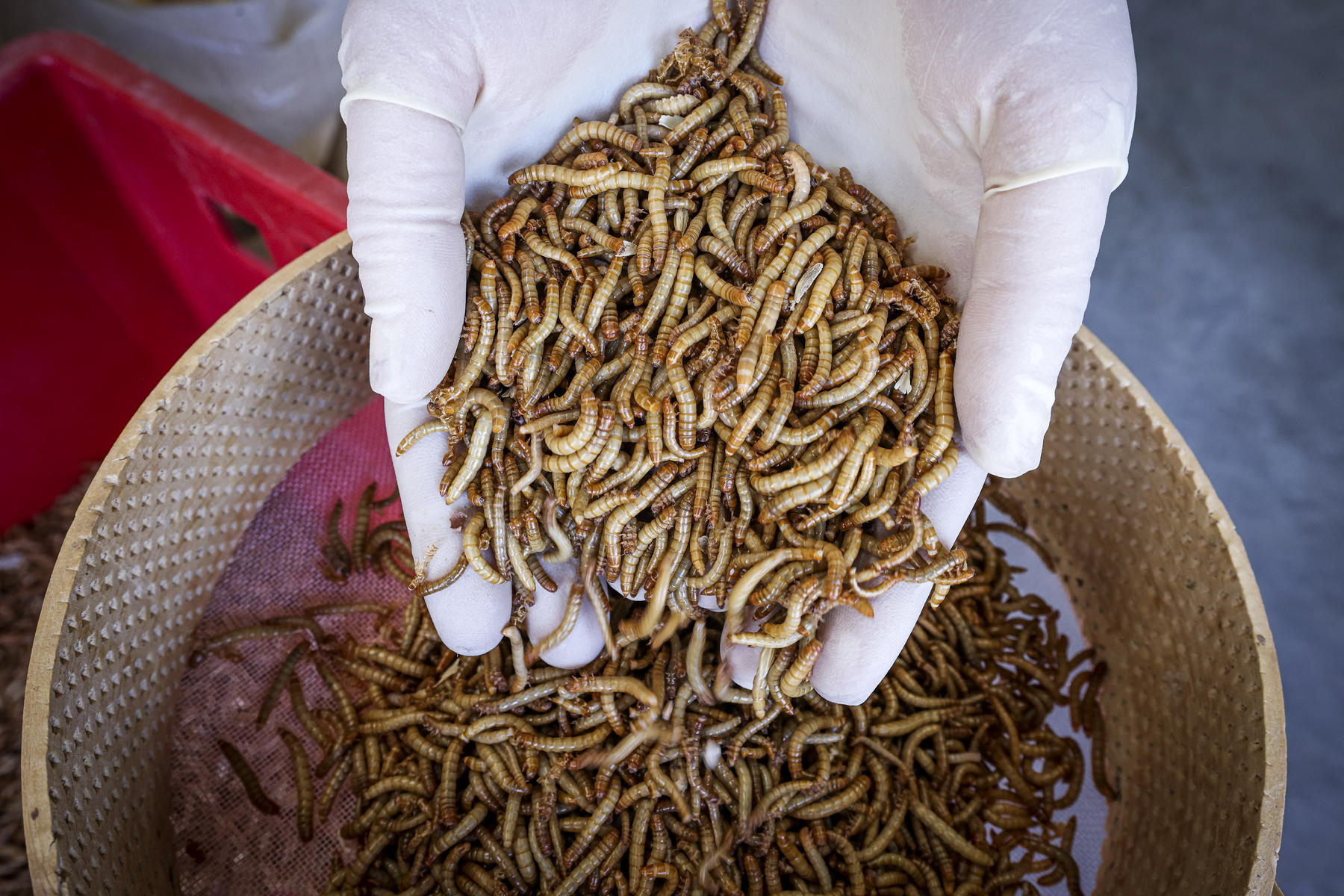 Larvas De Gafanhoto