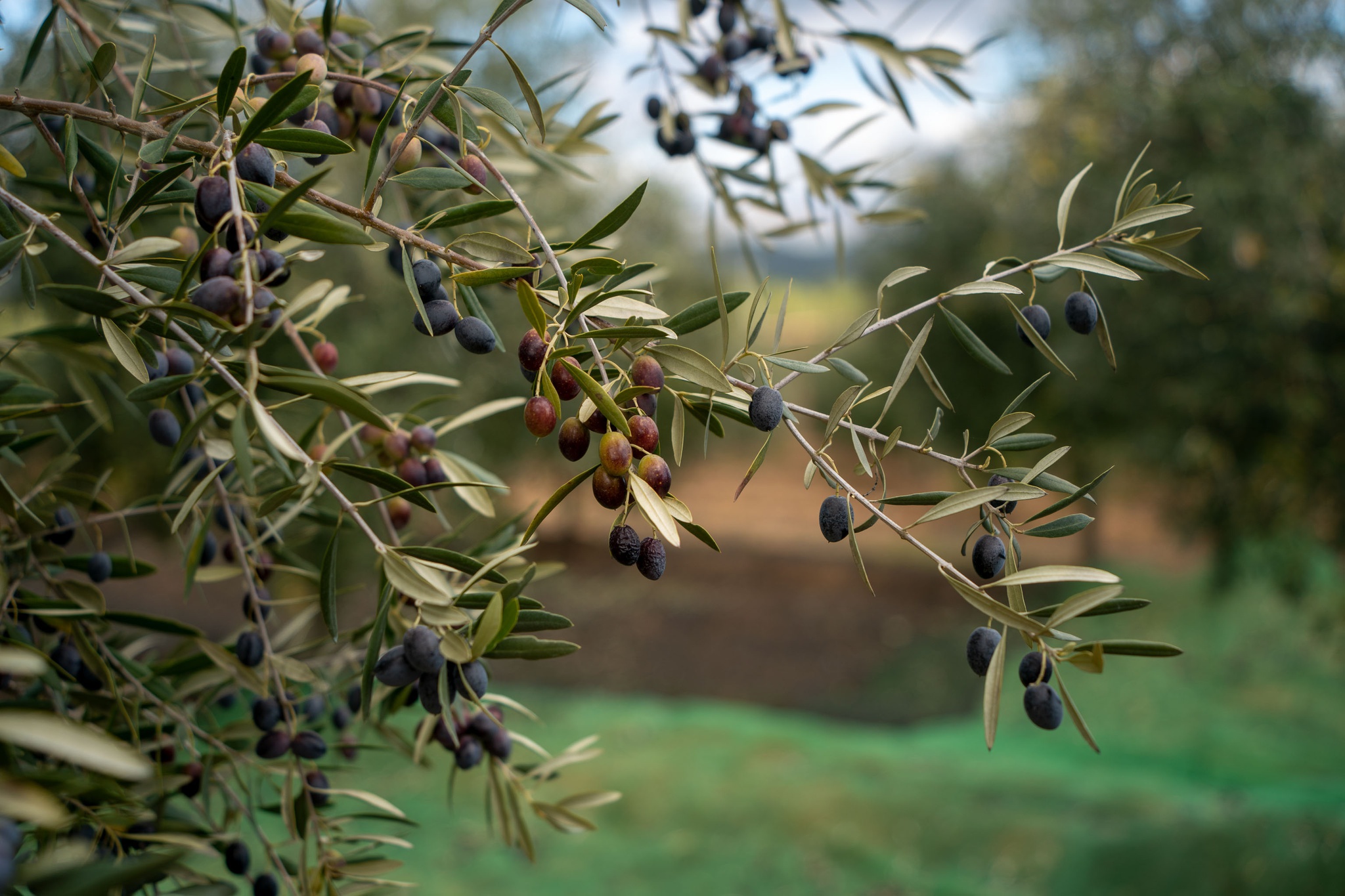 Xylella Fastidiosa Uma Bactria Que Ataca As Mais Variadas Plantas