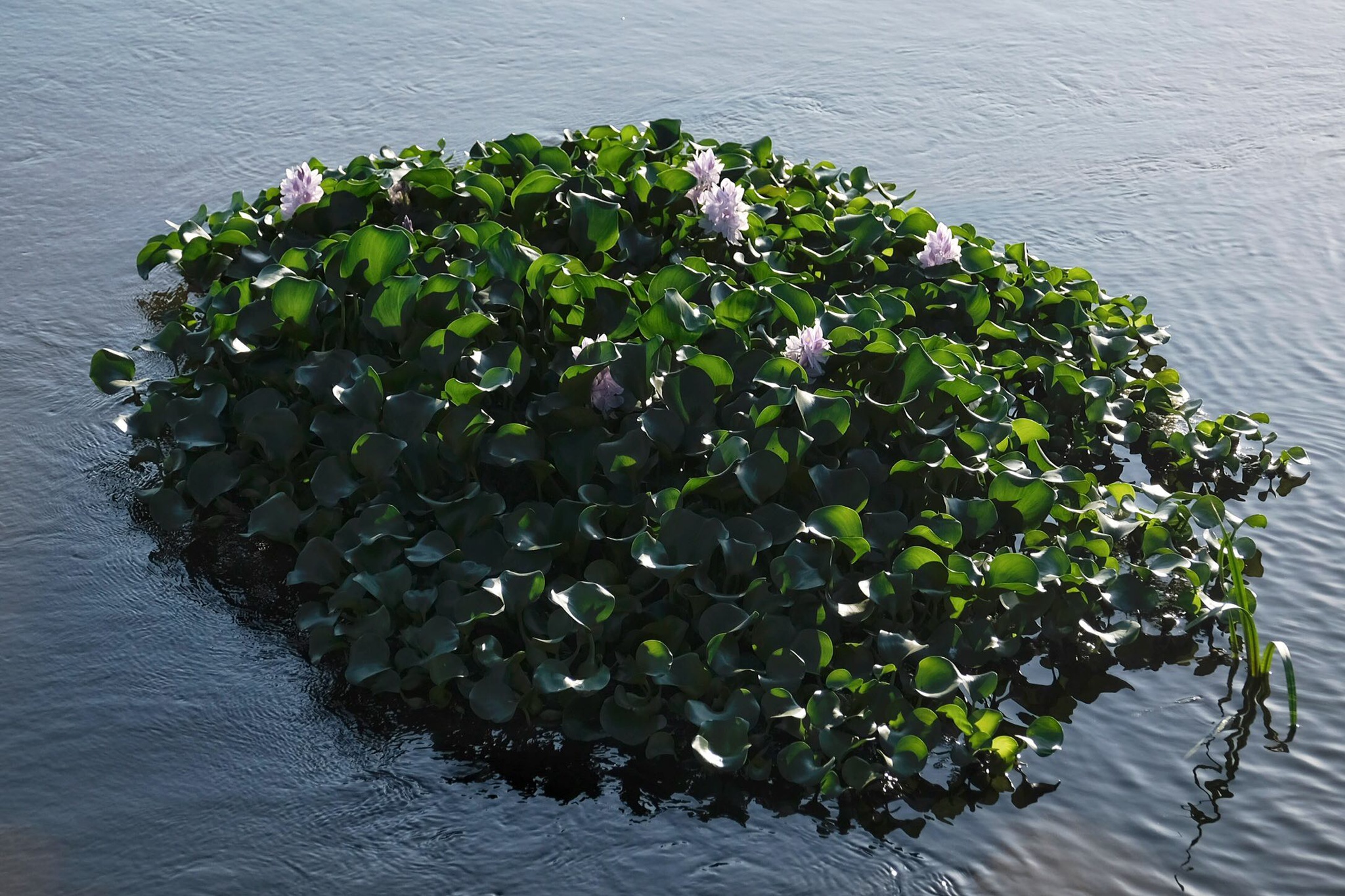 Espécies invasoras. Sabes o que são? A Casa das Ciências explica. | PÚBLICO