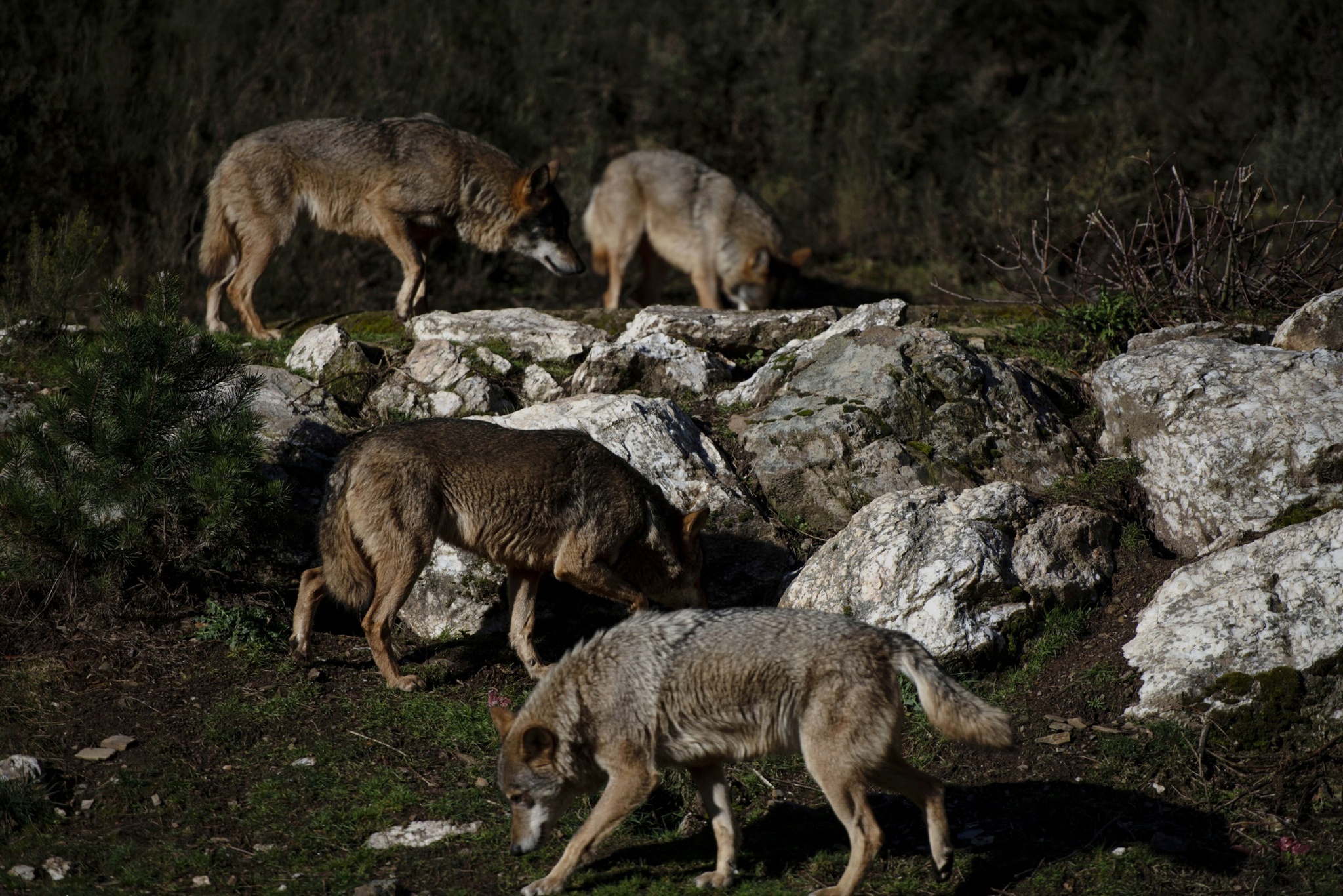 Matilha De Lobos Furiosos