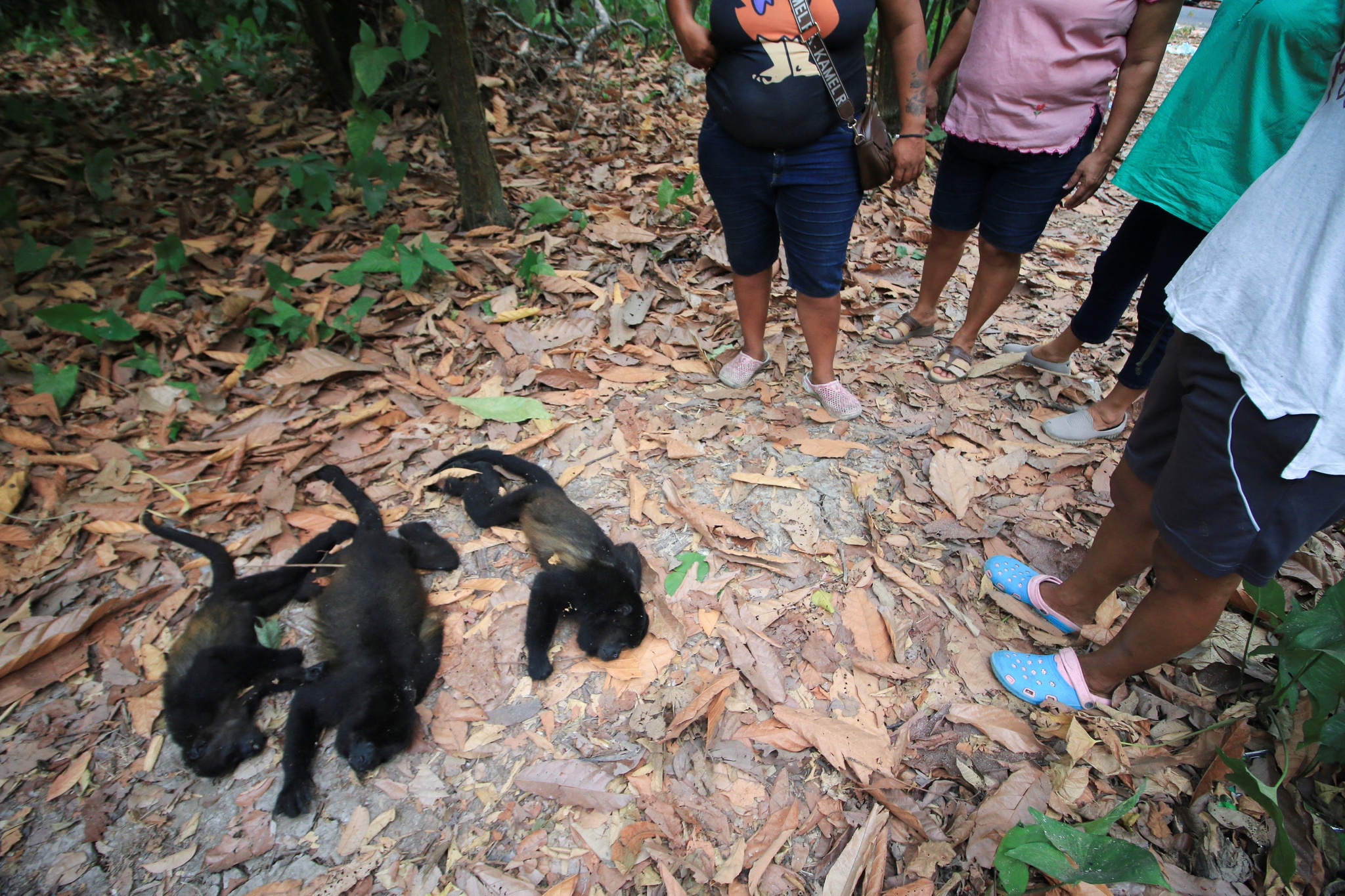 Macacos Da Floresta Tropical Seca Foto De Brown Macaco Cebo Na