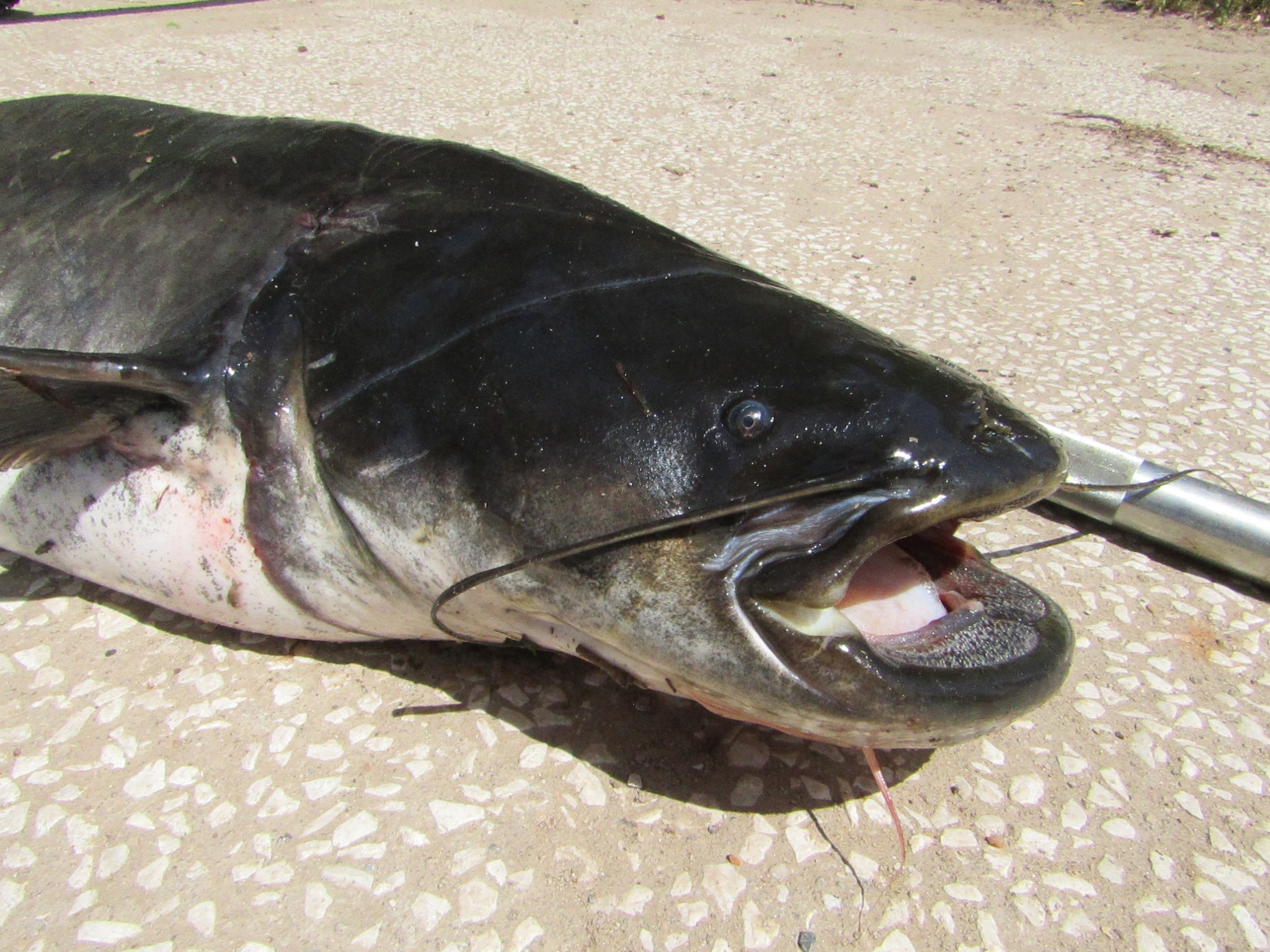 Peixes Predadores De Agua Doce Alerta Ambiental: Espécie Exótica De