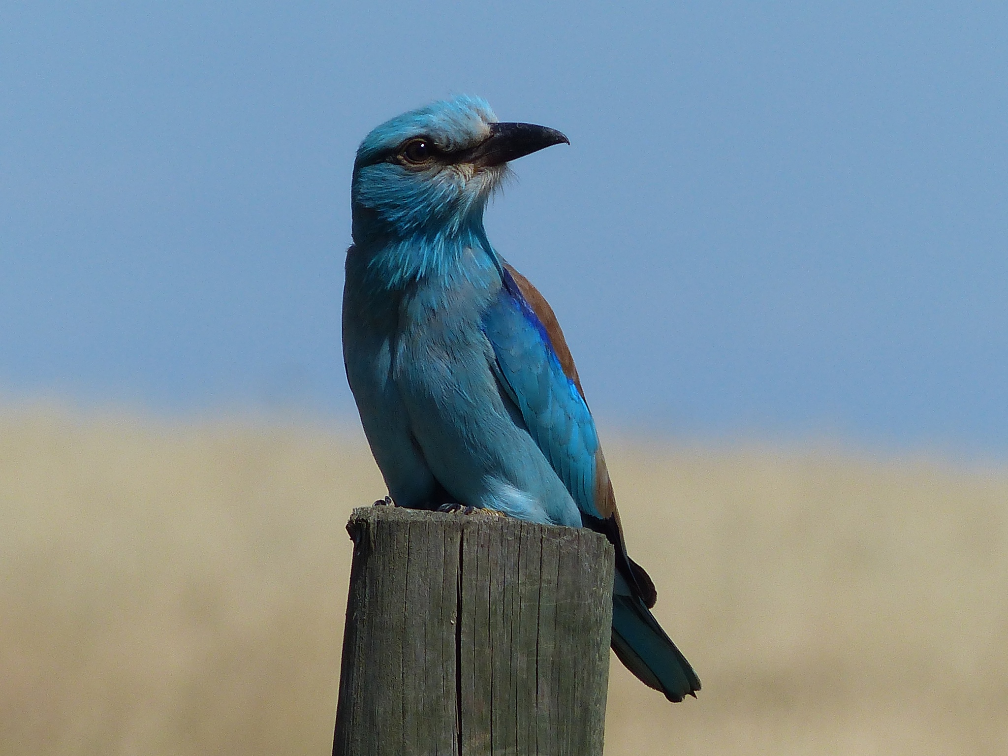 Passaro Azul Juvenil