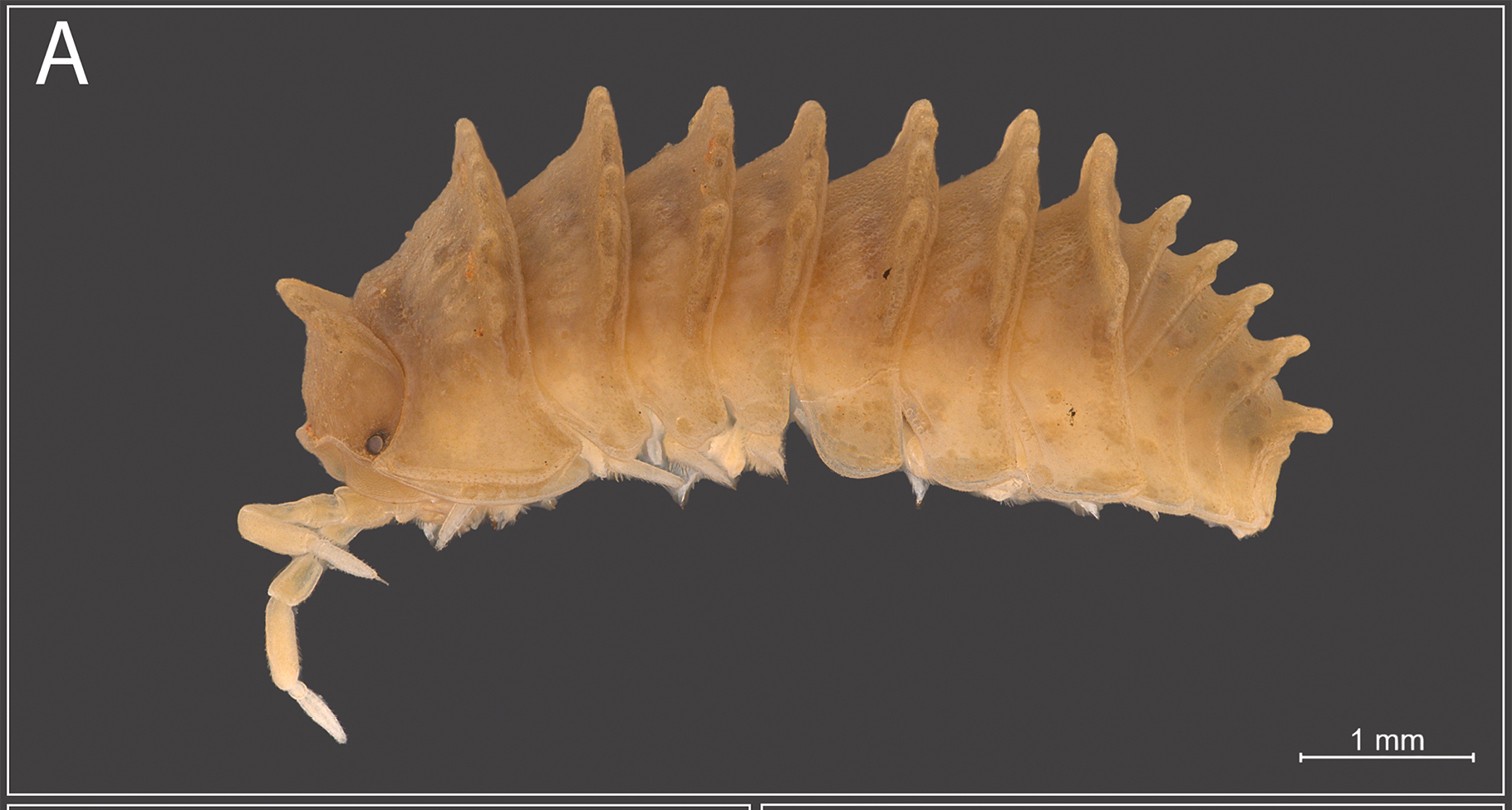 Descoberta nova espécie de bicho-de-conta em Portugal | PÚBLICO