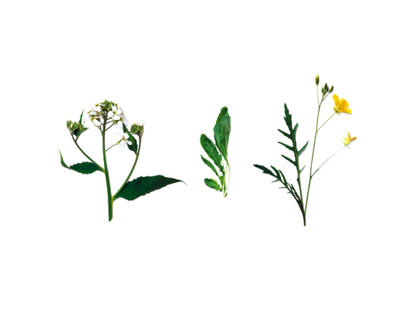 Rúcula - Life&Style