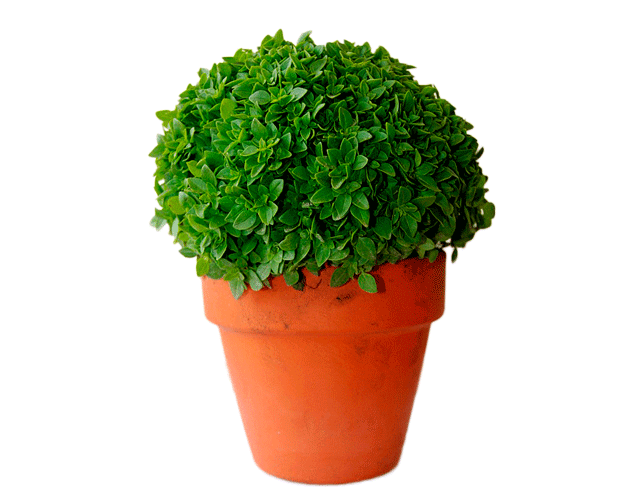 M de Manjeric...ão - Life&Style