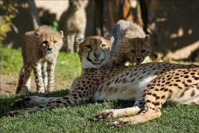 Há cinco crias de chita a exibirem-se no Jardim Zoológico - Life&Style