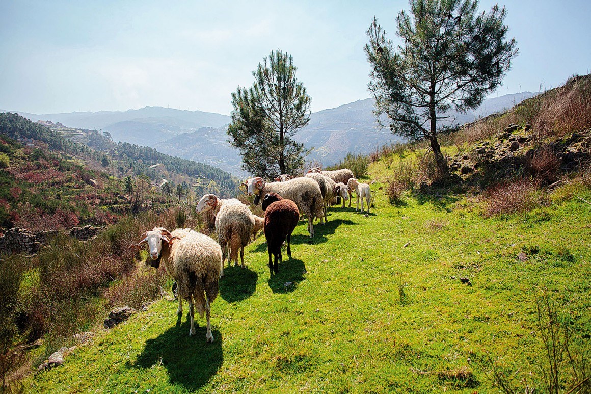Aqui há pastores. E artistas. E gente que quis voltar à aldeia - Life&Style