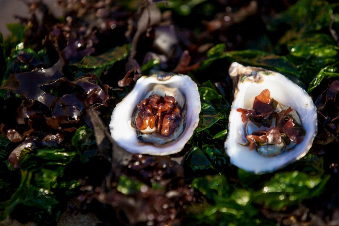 Degustar com a Ostraria - Life&Style