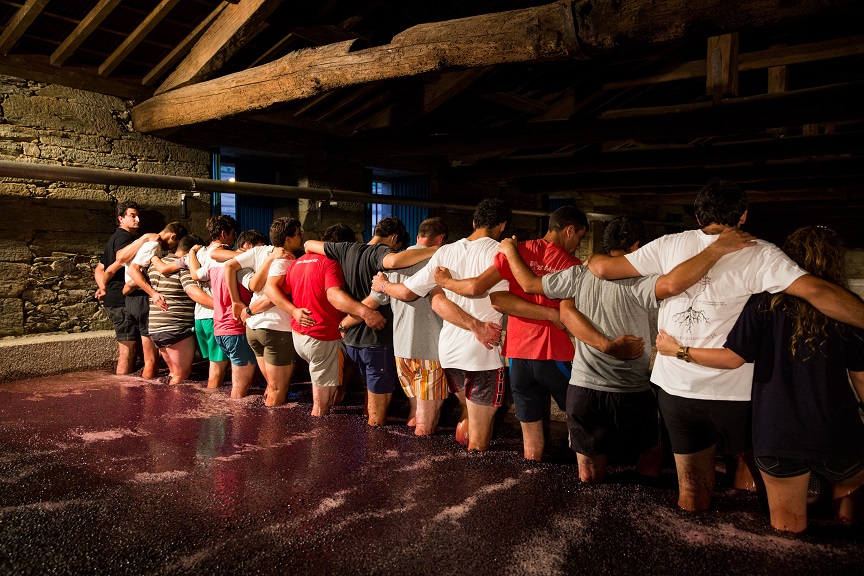 Apanhar uvas, pisá-las e descobrir vinhos na Quinta do Ventozelo