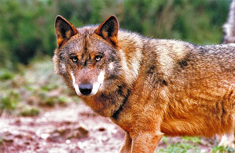 Desenho De Lobo Ferido