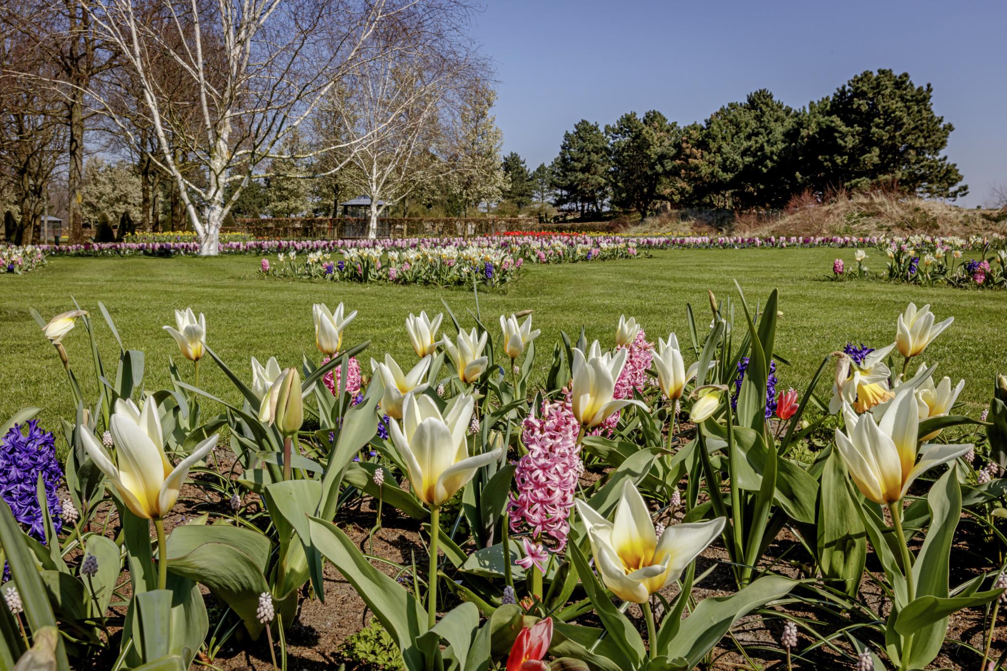 Fugas fotogaleria - Portões do maior parque de flores do mundo voltam a ...