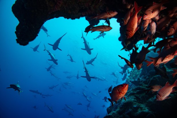 Santuário de tubarões, tartarugas-verdes e corais criado na máquina do ...