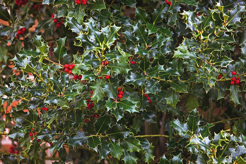 O azevinho do nosso jardim para as decorações de Natal | PÚBLICO