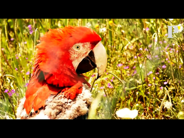 Guia do Lazer recomenda: Zimpar | Vídeos | PÚBLICO