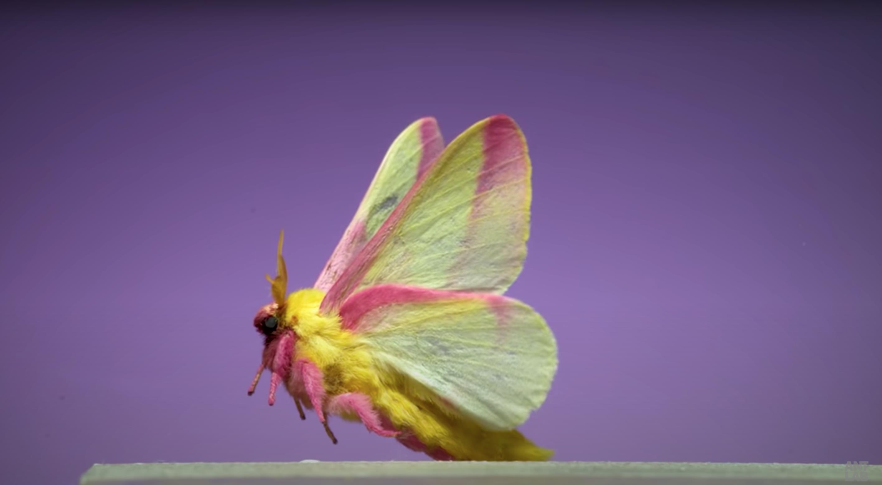 As traças vão, por uma vez, melhorar o dia – este vídeo em câmara lenta ...
